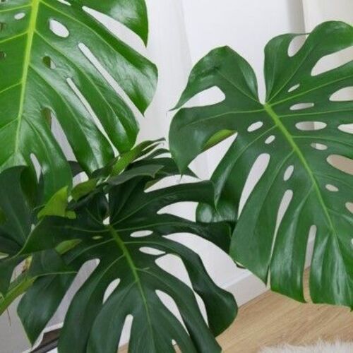 Monstera deliciosa (Big Form) | geliustebuklai.lt